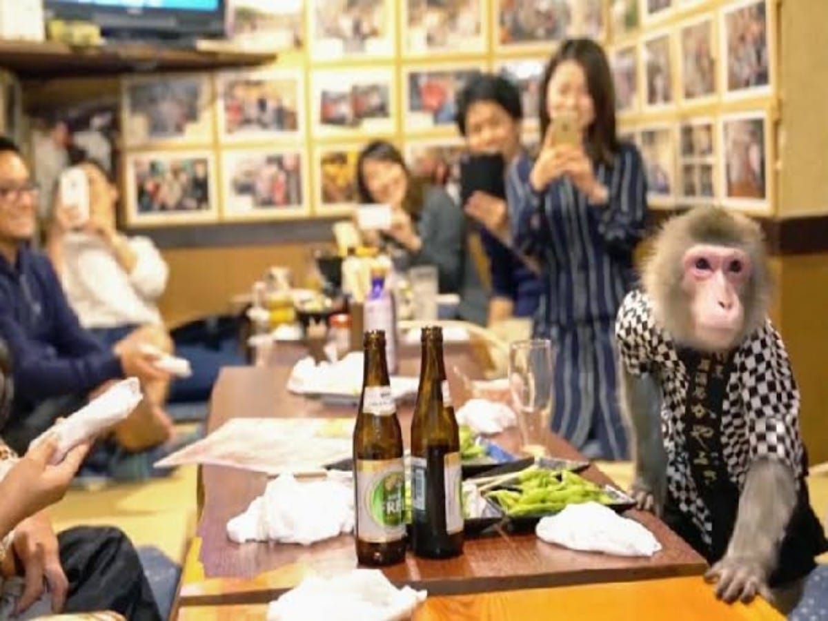 Restaurant Where Monkeys Work As Waiters - Times Digital Kenya