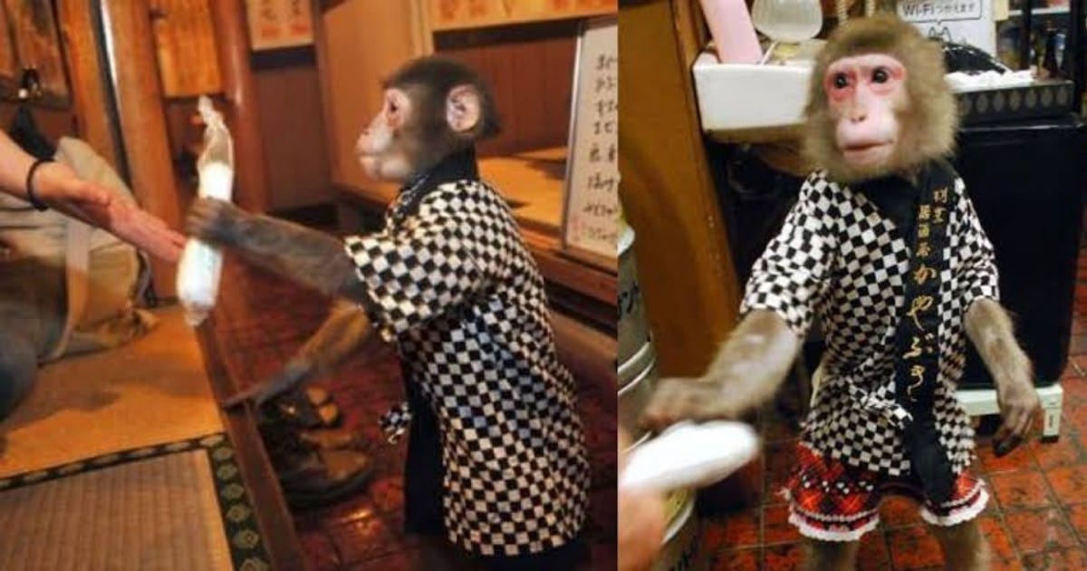 Restaurant Where Monkeys Work As Waiters - Times Digital Kenya